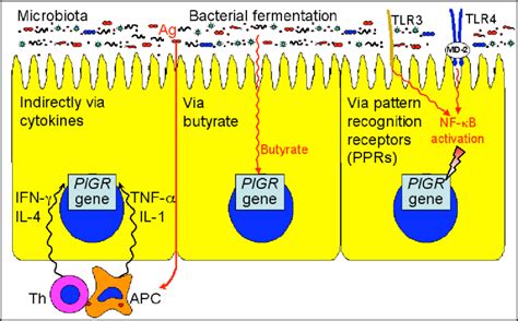 Schematic Illustrations Of Three Possible Manners In Which Pigr