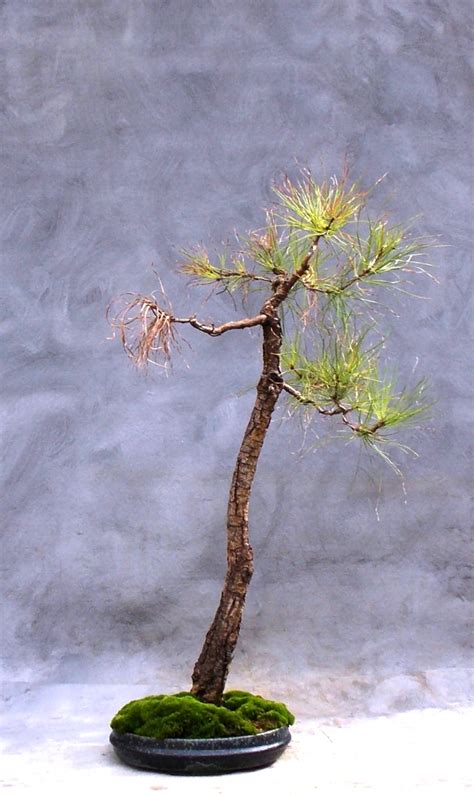 Bonsai Design Going With The Flow Bonsai South