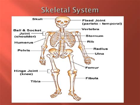 What Are The 11 Systems Of The Human Body And Their