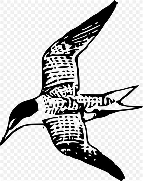 Bird Drawing Common Tern Clip Art Png 1509x1920px Bird Arctic Tern