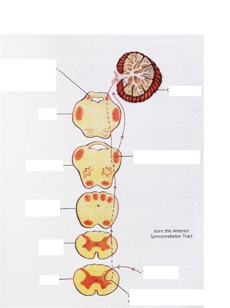 Rostral Spinocerebellar Tract Diagram Quizlet