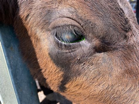 Faster Object Detection Model By University Of Sydney