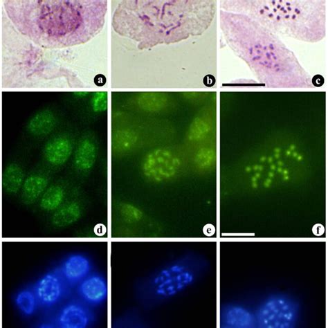 Orcein Cma And Dapi Stained Mitotic Interphase Nuclei Prophase Download Scientific Diagram