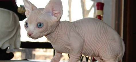 Munchkin Sphynx Cat