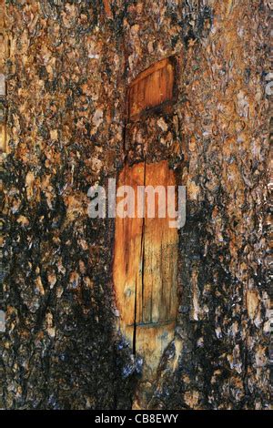 Blaze On Tree Marking Trail Along Echo Lakes Near The Boundary Of The