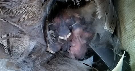 American Tree Swallow Breeding Behaviors Nest Box Live