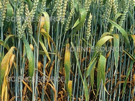 Wheat Leaf Rust Stock Image Science Source Images