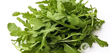 Як виростити руколу вдома на підвіконні поради Oboz Ua