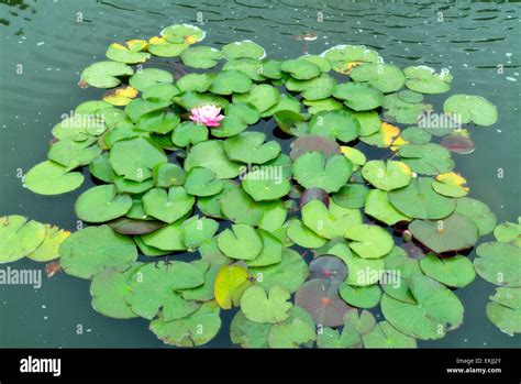 Water Lily Nymphaea Stock Photo Alamy