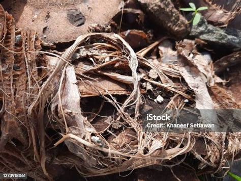 매크로 클로즈업에서 절단 한 후 바나나 그루터기 트렁크의 나머지 부분에서 높은 각도보기 0명에 대한 스톡 사진 및 기타 이미지 0명 가을 가을 단풍 Istock