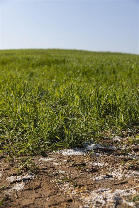 Destruction Of The Wheat Crop Using A Large Amount Of Fertilizers Stock