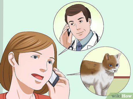 How To Microchip Your Cat Steps With Pictures WikiHow