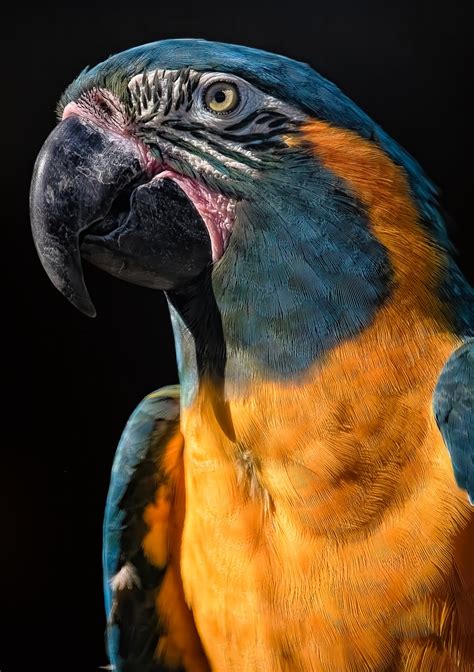 Bird Blue Throated Macaw Free Photo On Pixabay Pixabay