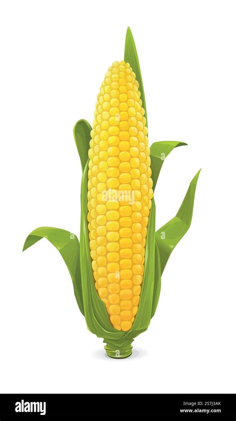 Vector Illustration Of A Corn Cob Stock Vector Image And Art Alamy