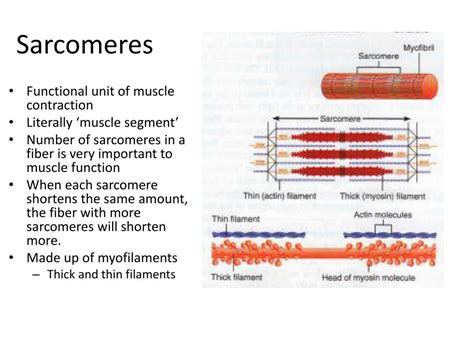 Ppt Muscle Powerpoint Presentation Free Download Id 4651395