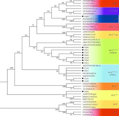 Phylogenetic Tree Reconstructed From The Concatenated Sequences Of P1