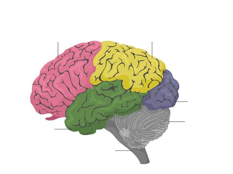 Cerebral Cortex Diagram Quizlet