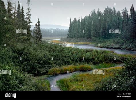 Spruce Bog And Boreal Forest Northwoods Minnesota Stock Photo Alamy