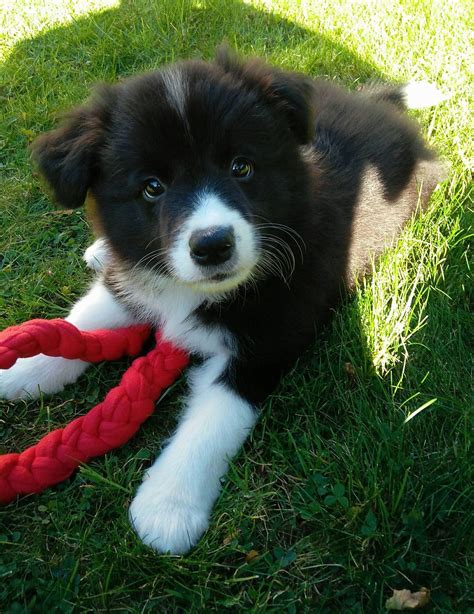 Free Border Collie Puppies Clancys Dream Tujfif