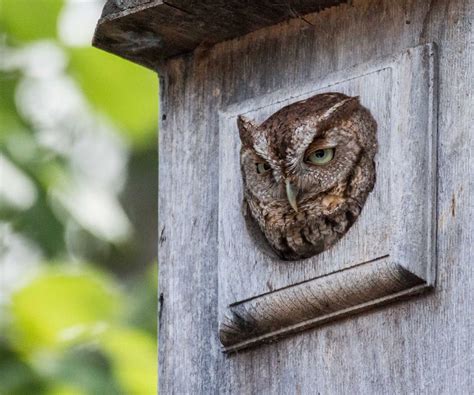 Owl Nest Boxes An Expert Guide Homes And Gardens