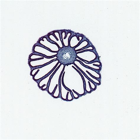 Coprinus Microscope Labeled