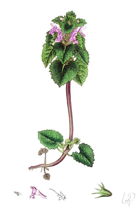 Botanische Tekening Extragr Paarse Dovenetel Mensensamenleving Me