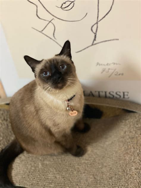 시술 수술 질문 대구입술필러 강남언니 1등 성형수술and피부시술 정보앱