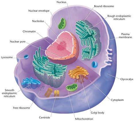 Genetics Chapter 2 Diagram Quizlet