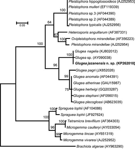 Maximum Likelihood Ml Phylogenetic Tree Based On The Small Subunit