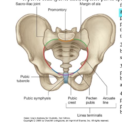 Anatomy Review Flashcards Quizlet