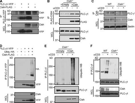Tcr Stimulationdependent Polyubiquitination Of Plc γ1 By Cish A Download Scientific Diagram