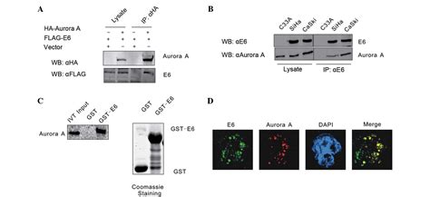 Hpv16 E6 Upregulates Aurora A Expression