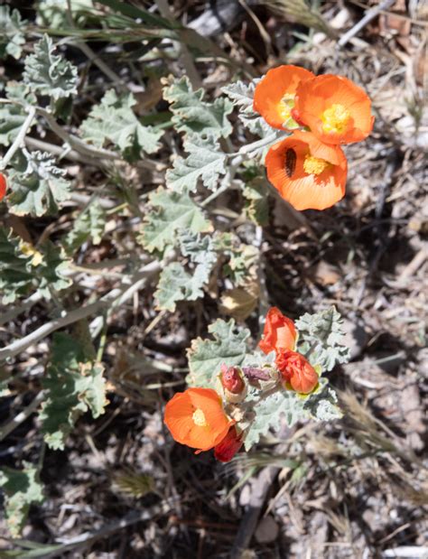 Sphaeralcea Ambigua Desert Mallow
