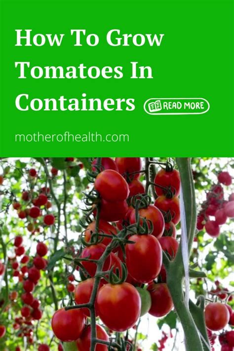 How To Grow Tomatoes In Containers Artofit
