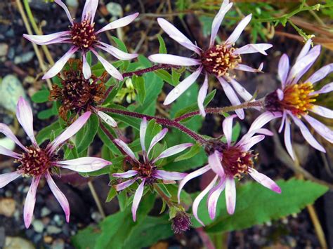 Arctic Aster Flowering Plant Species Of Alaska Alaska Handbook