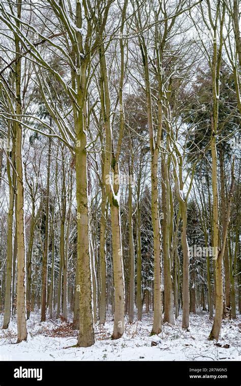 Copse Of Silver Birch Trees In Snow Covered Woodland In Wintertime In