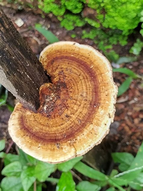 Fungus In Tree Trunk Stock Photo Image Of Tree Fungi