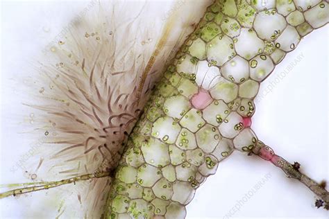 Aquatic Plant With Cyanobacteria And Algae Light Micrograph Stock Image C056 0366 Science