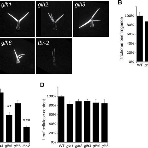 Cellulose Quantification In Glh Mutants A Trichome Birefringence In