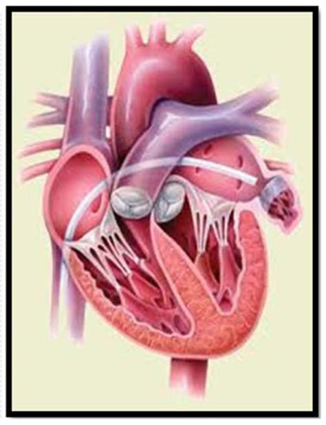 Percutaneous Transseptal Approach To Left Atrial Appendage Closure
