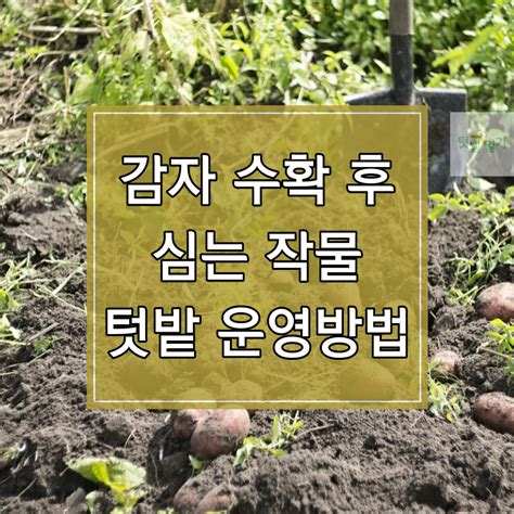감자 수확 후 텃밭에 심는 작물 및 텃밭 운영 방법