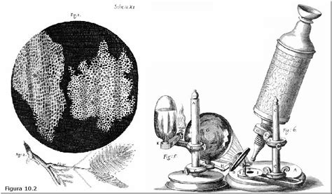Descubre Los Aportes De Robert Hooke A La Teoría Celular ★ Teoría Online