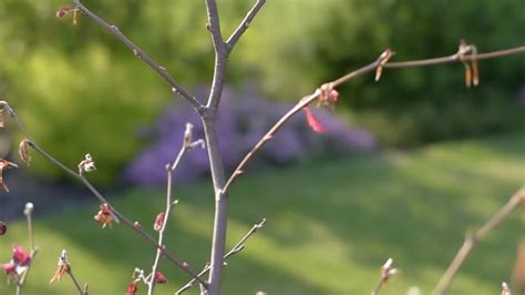 Garden Branch Tree Free Stock Video Pixabay