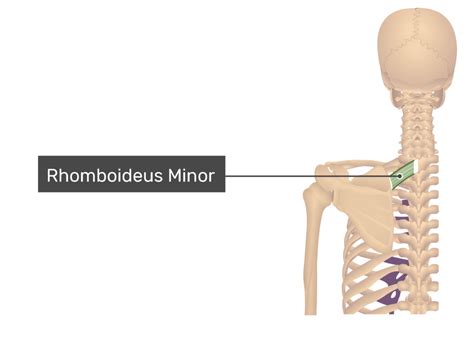 Rhomboid Minor