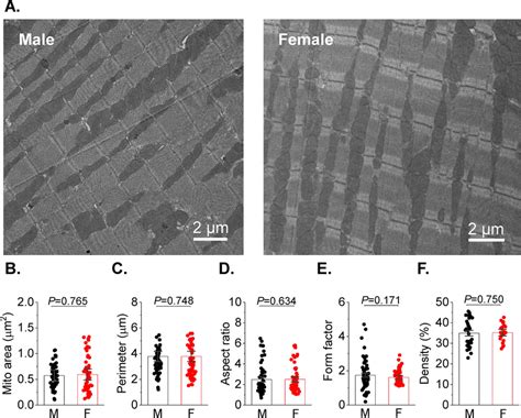 Absence Of Sex‐related Differences In Mitochondrial Counts And Download Scientific Diagram