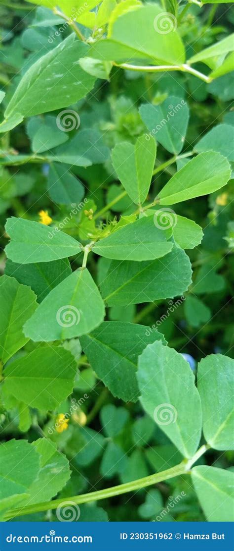 Beutiful Grass And Plants In Islamabad Pk Royalty Free Stock Image