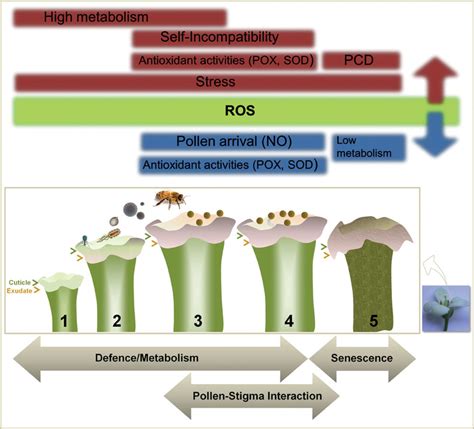 Factors Affecting Ros Accumulation In Angiosperm Stigma Numerous