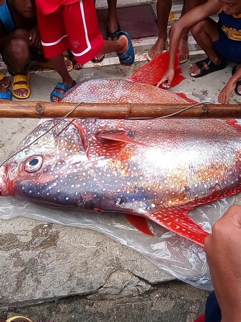 Look A Deep Sea Giant Fish Commonly Known As Moonfish Or Opah Was