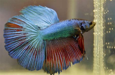 La Vraie Durée De Vie Du Poisson Combattant Betta Splendens