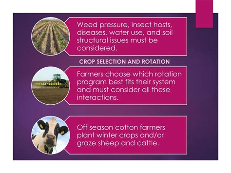 Cotton Farmers Have A Lot On Their Mind Ppt Download